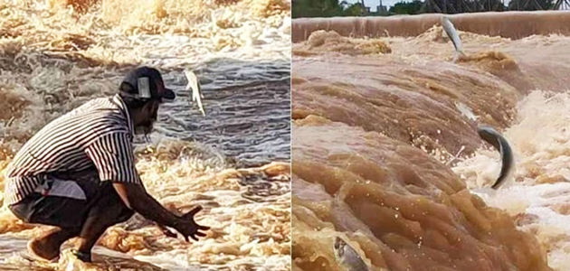 Vida Renasce no Velho Chico: Rio São Francisco testemunha o milagre dos ...